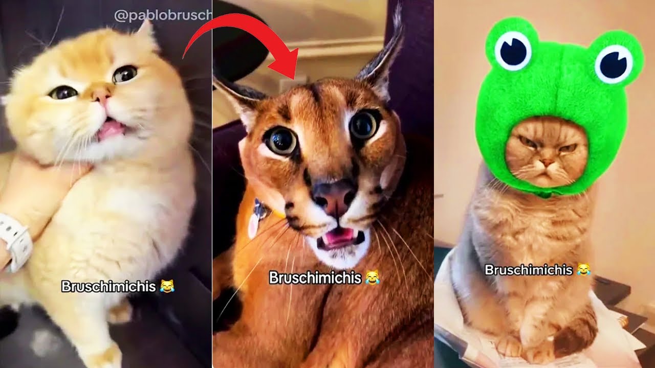 BRUSCHIMICHIS 😹 | 1 Hora De Risa | Nuevos Videos de Gatos Divertidos y ...