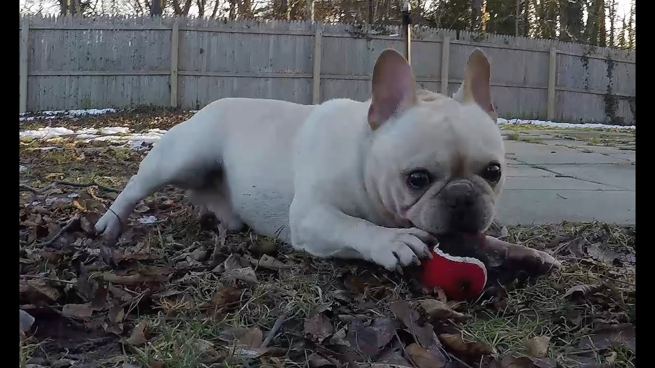 Versace the French Bulldog Playing Fetch! - YouTube