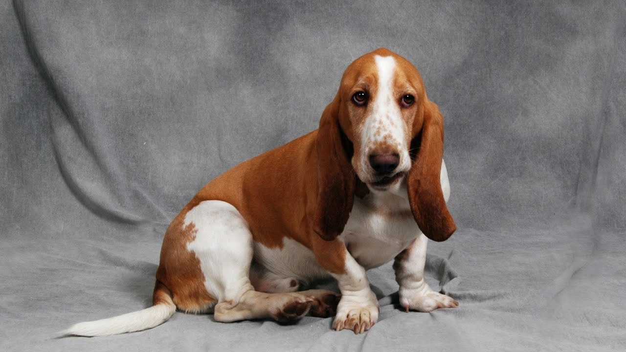 Title: Basset Hound and Tracking Competitions: A Fascinating Sport for ...