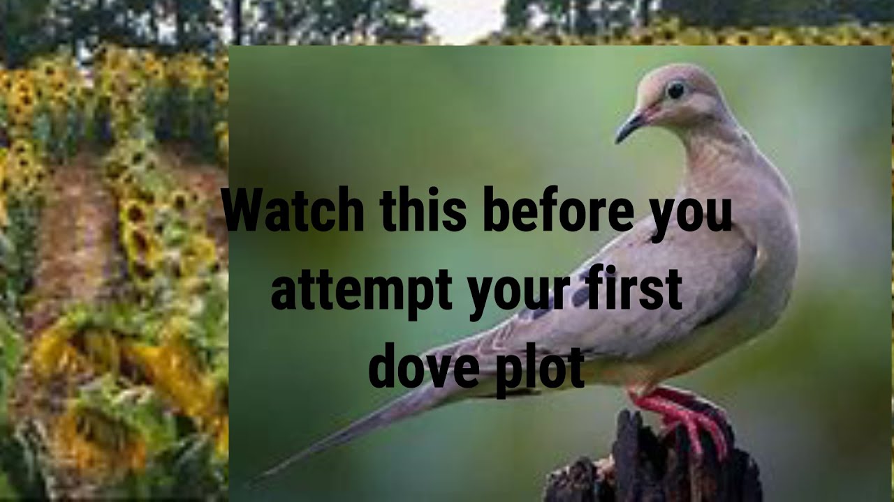Season 2 - Eps 4 - Dove Hunting - Exploring food plotting - IA DNR ...