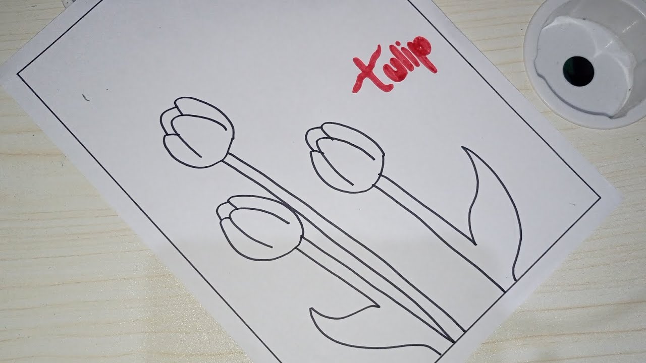 Cara Menggambar Bunga Tulips Yang Mudah - How to Draw Tulips Easy - YouTube