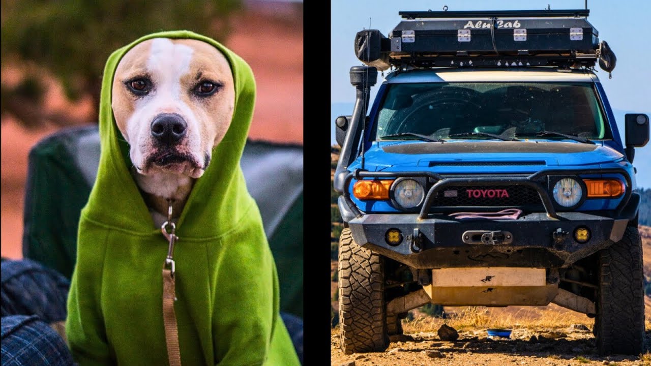 Essential Tricks for Overlanding with Your Dog - YouTube