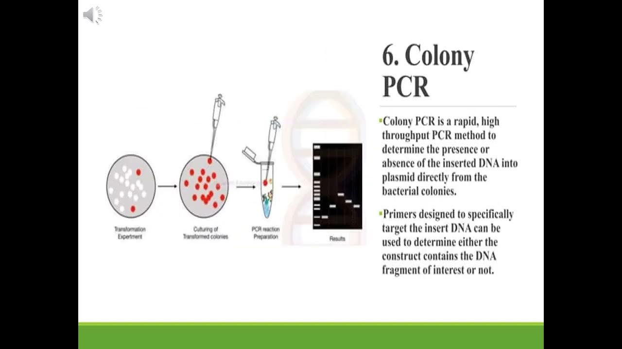 Demystifying PCR: A Look at its Powerful Variations - YouTube