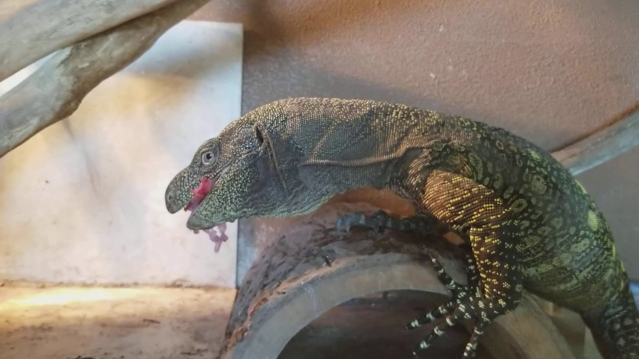 Crocodile monitor eating rabbit caught by hawk! - YouTube