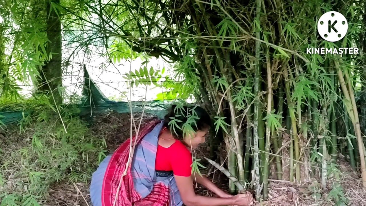 Moongil Kuruthu kolambu / Bamboo shoots recipe / forest / tribal food ...