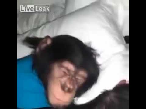 🐵 Maymun komik 🐵