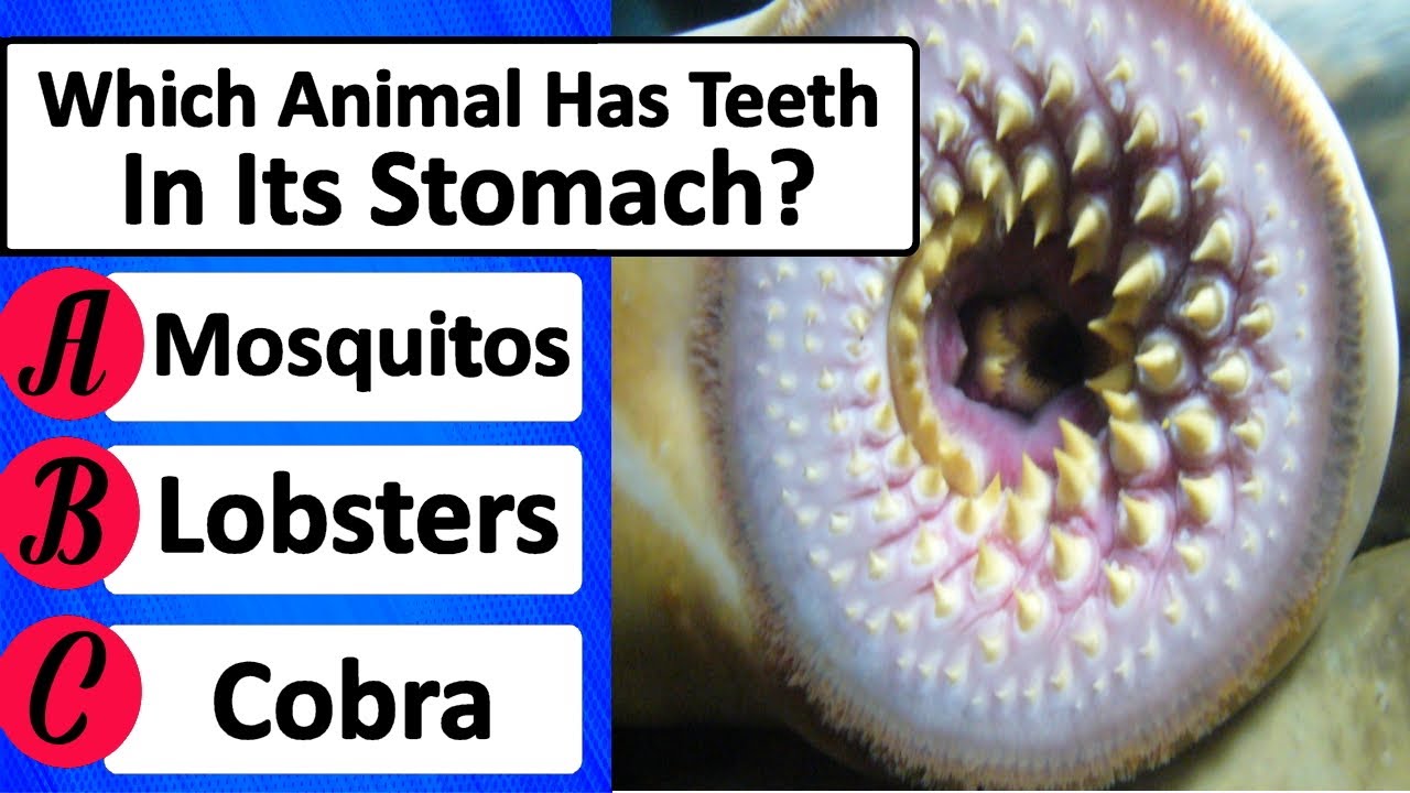 Which Animal Has Teeth In Its Stomach|general knowledge quiz in english ...