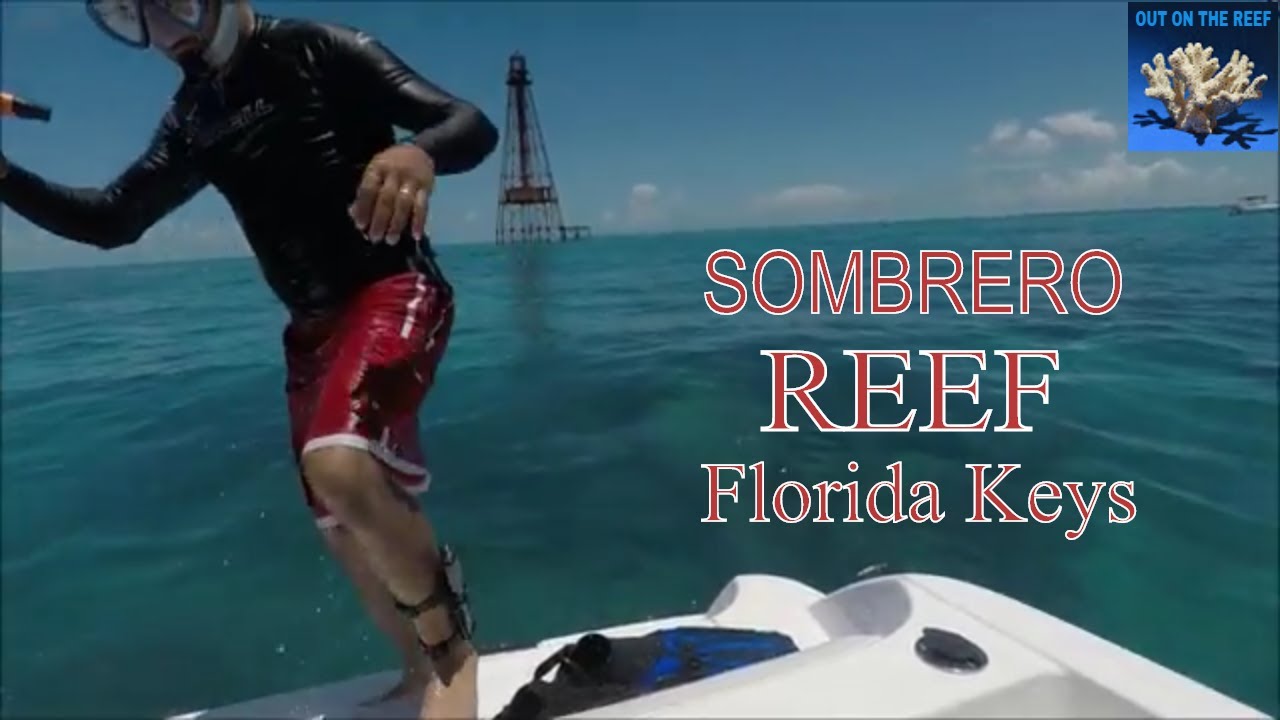 Florida Keys Sombrero REEF Free Diving - YouTube