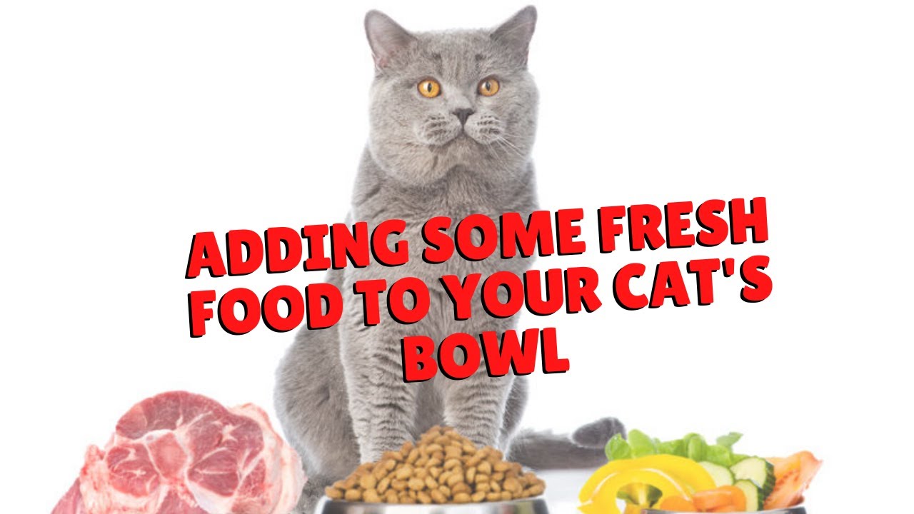 How To Add Fresh Food To Your Cats Bowl | Two Crazy Cat Ladies - YouTube