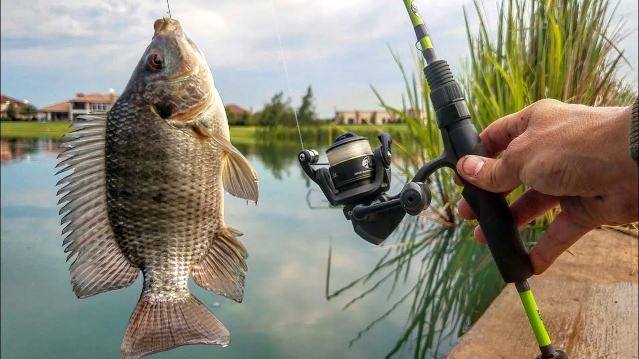 Micro Lite Fishing for ANYTHING That Bites! (they wouldn't stop!) - YouTube