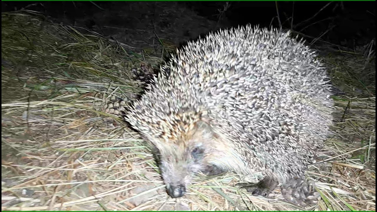 The evil hedgehog hisses and threatens! At night in the forest a big ...