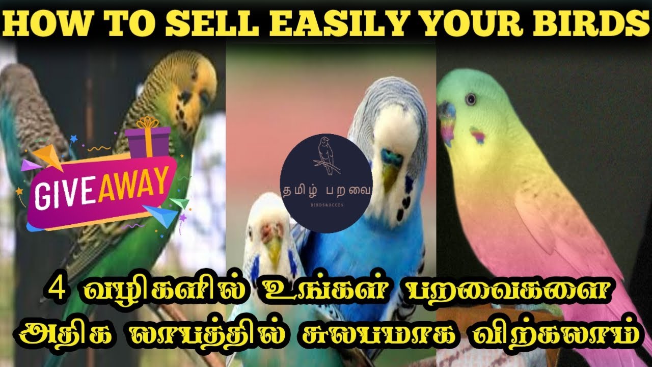 HOW TO SELL EASILY YOUR BIRDS IN TAMIL | TAMIL PARAVAI | தமிழ் பறவை ...
