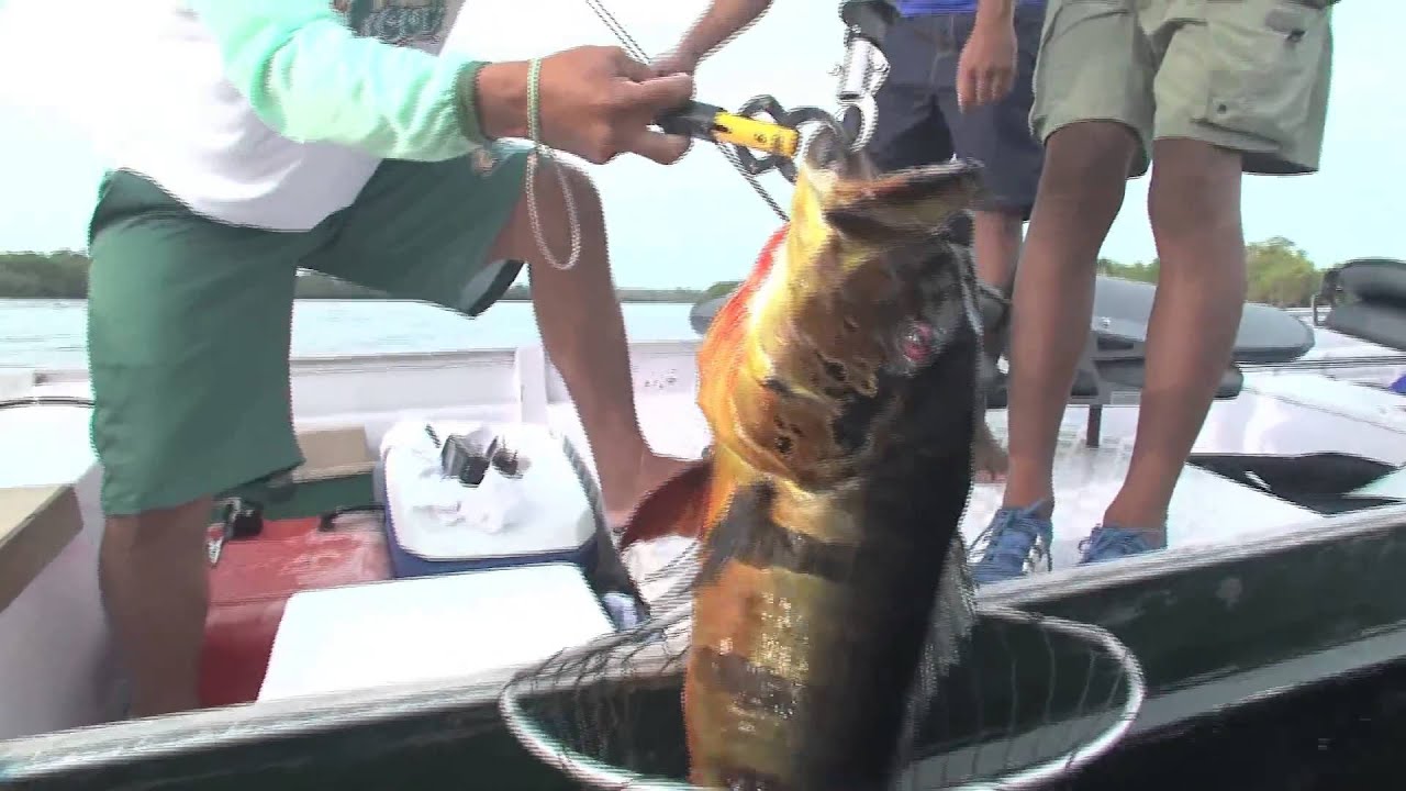 FISH FINDER TUCUNARE BRAZIL RIO NEGRO - YouTube