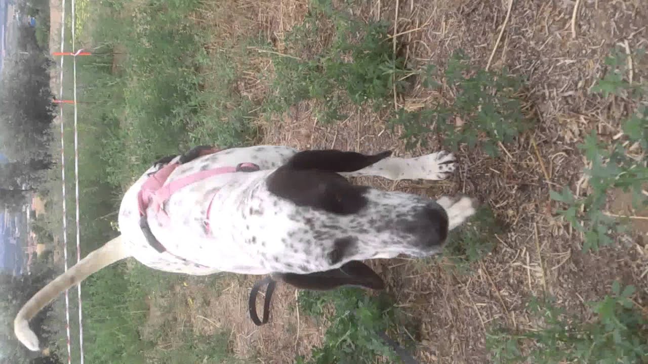 Caldes animal: Etna - YouTube