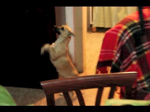 DOG dancing GANGNAM STYLE :) - YouTube