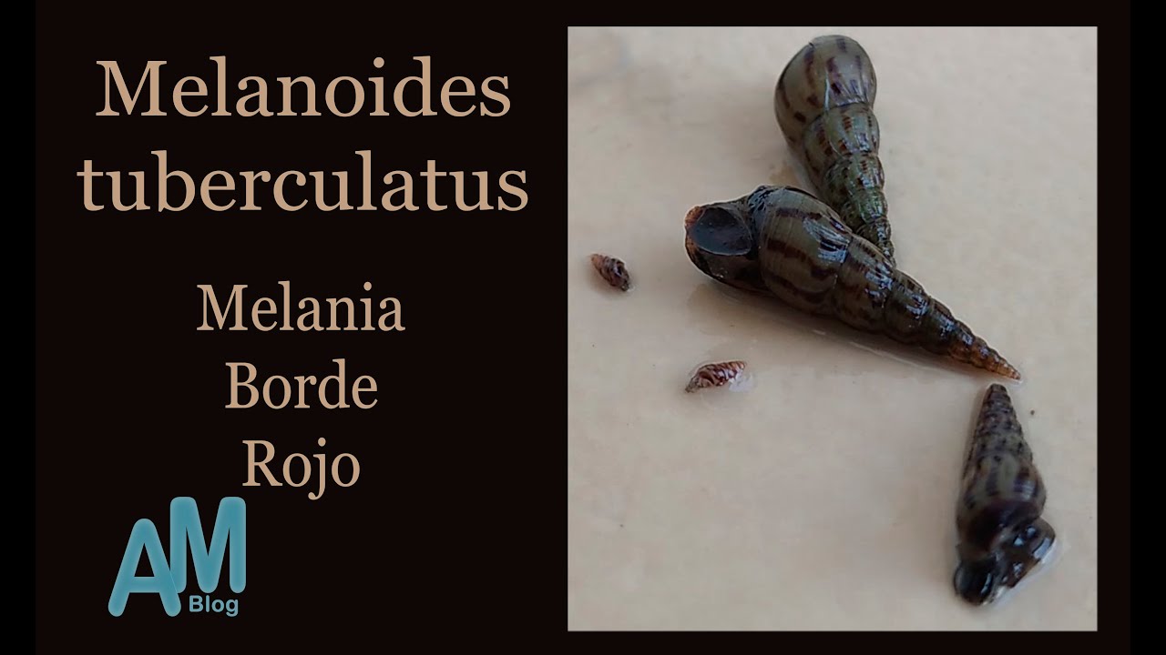 Melanoides tuberculatus Melania Borde Rojo - YouTube