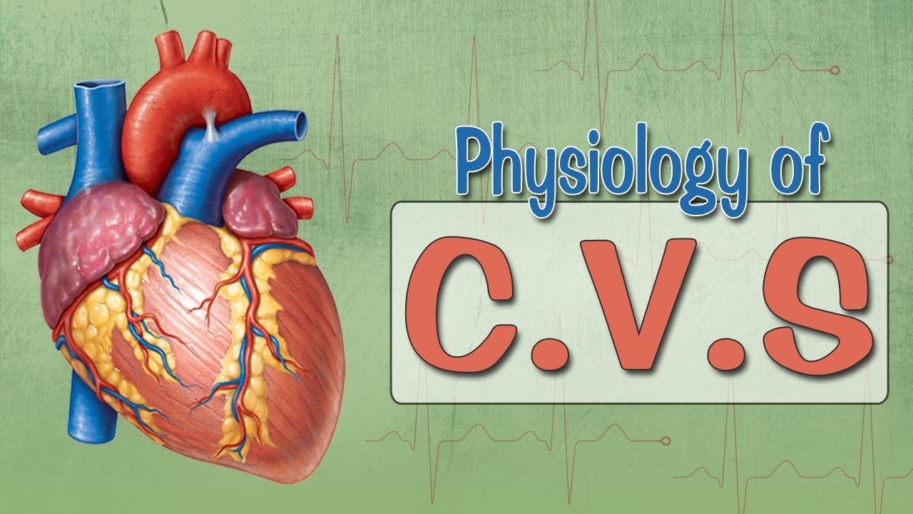 Easy Physiology | C.V.S | Introduction - YouTube