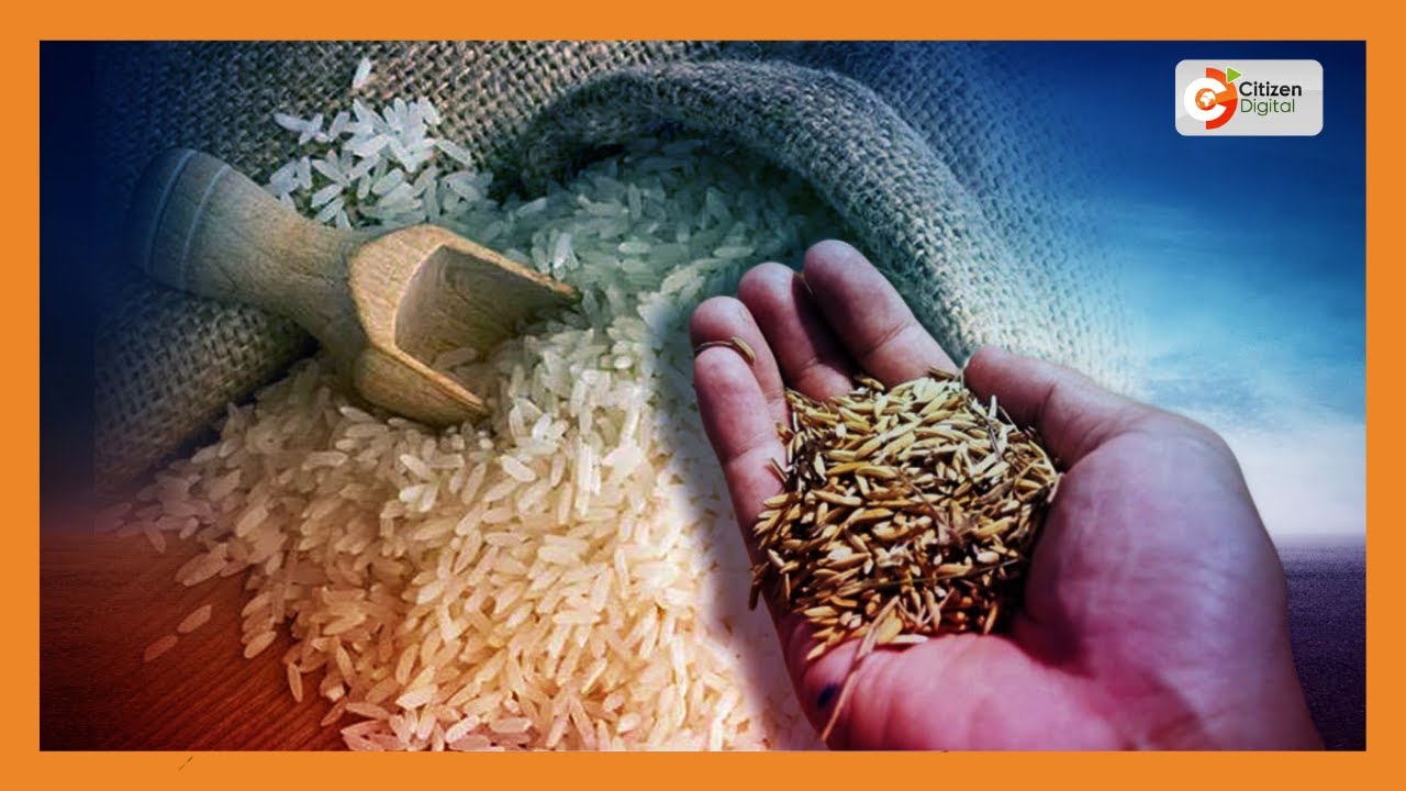 Serikali kujenga kiwanda cha kukoboa mpunga Taita Taveta - YouTube