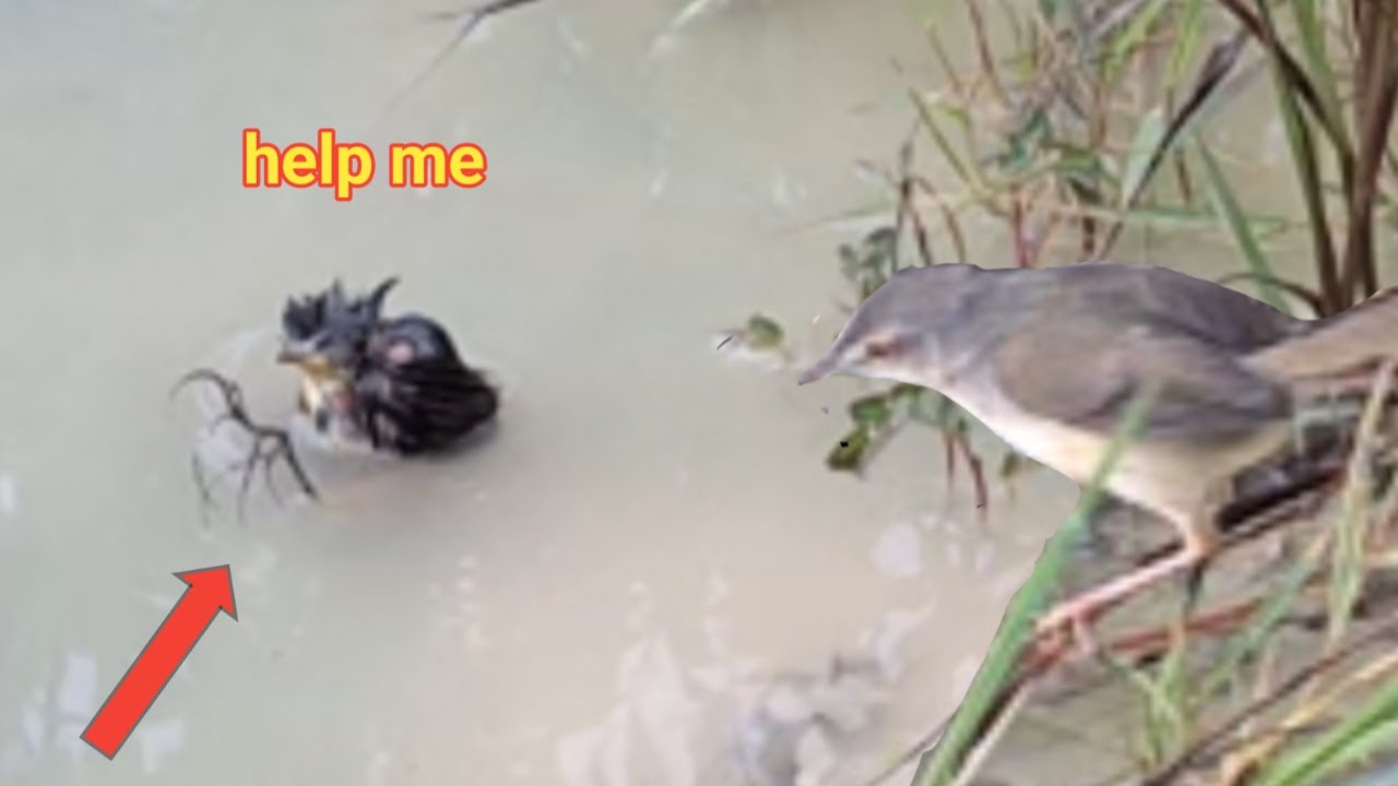 This is how baby birds are cared for that fall into the water - YouTube
