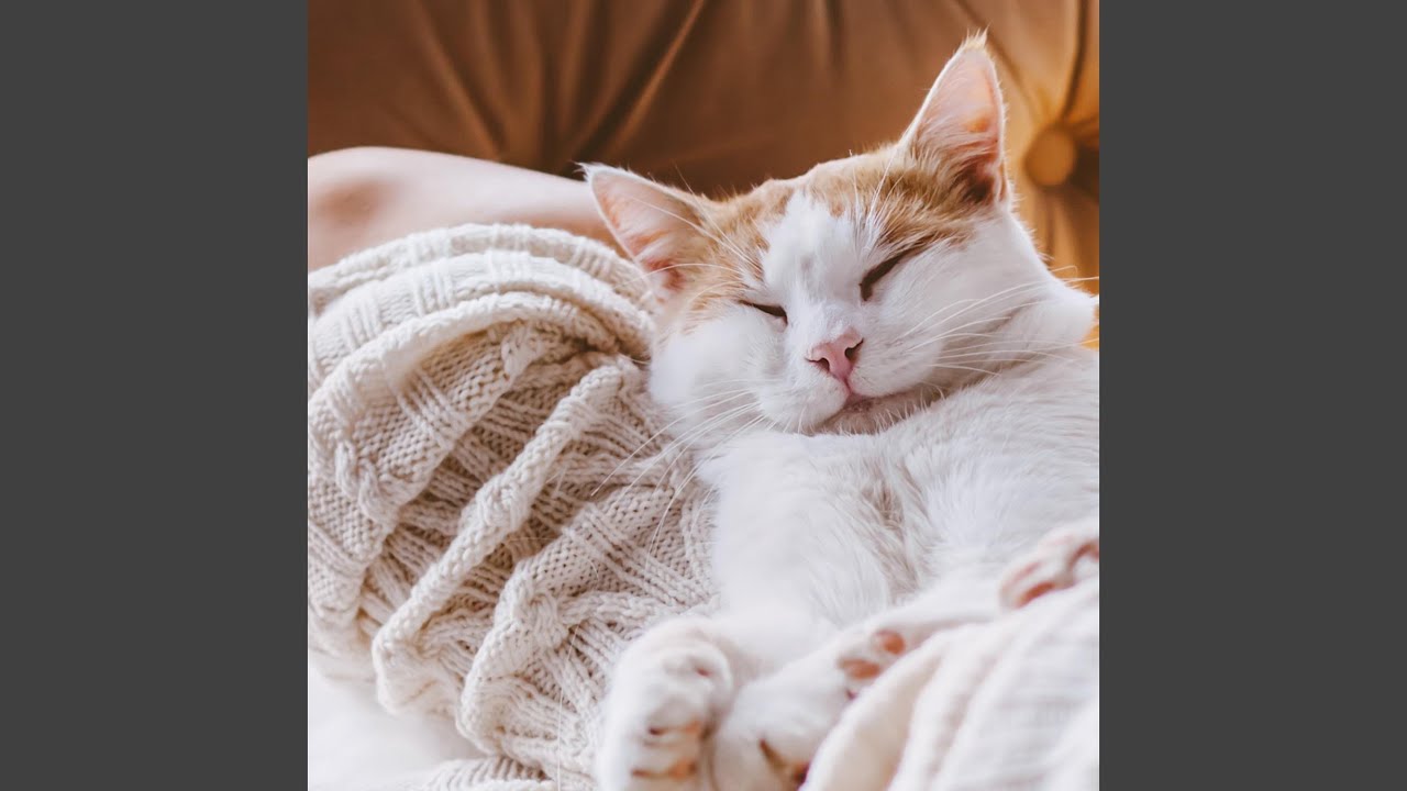 Spiritual Moments on the Sunbathed Path - YouTube