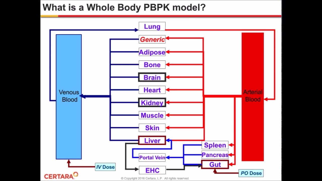 Precision Dosing Using PBPK Modeling - YouTube