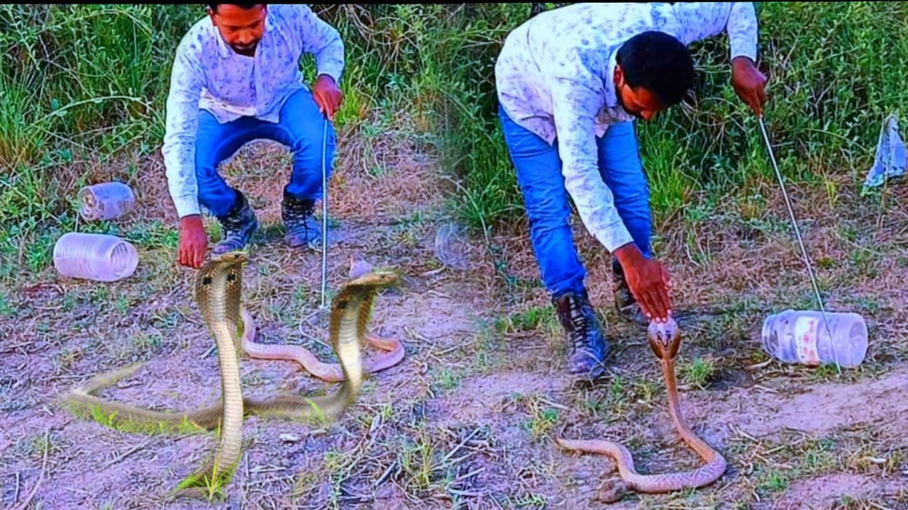 Rescue snake release letest रेस्क्यू स्नेक रिलीज लेटेस्ट ...