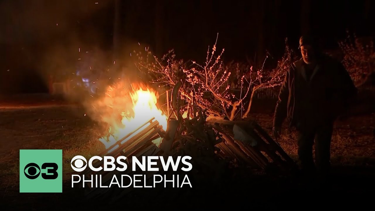 Why Delco's Linvilla Orchards is lighting fires to save its peaches ...