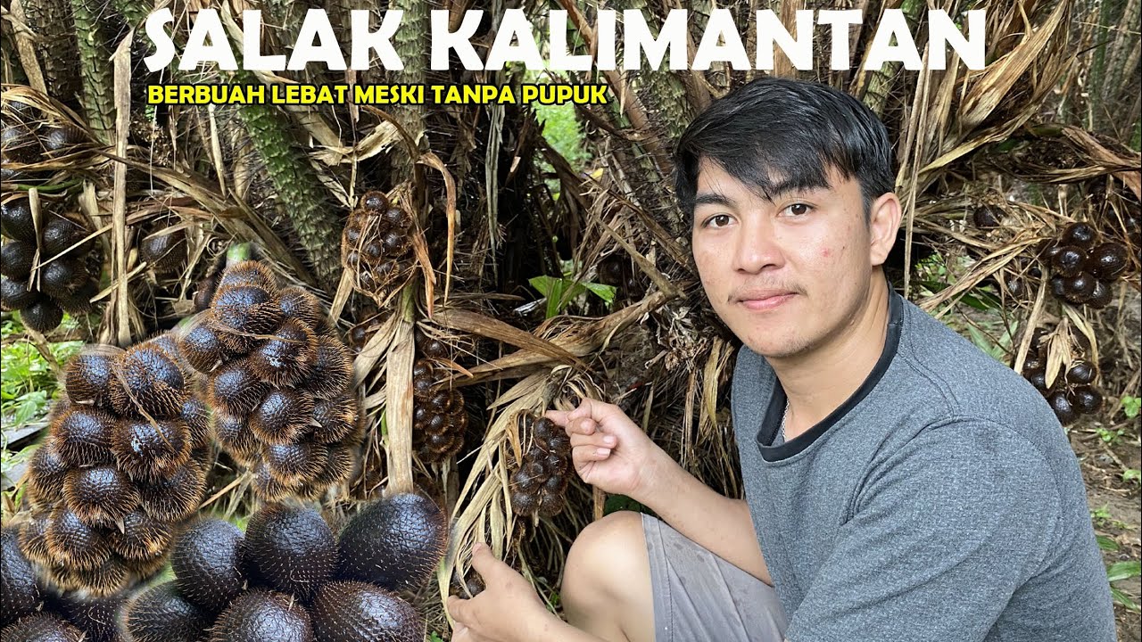 PANEN SALAK KALIMANTAN TANPA PUPUK - YouTube