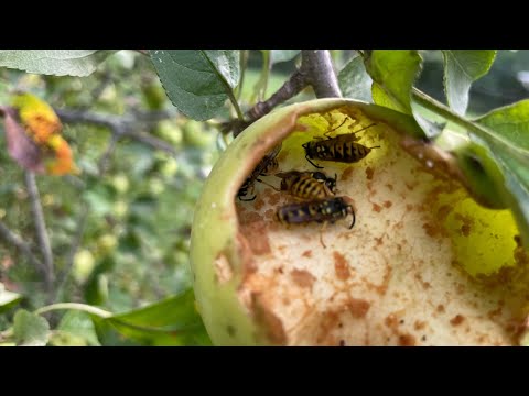 How To Prevent Insects From Eating Apples