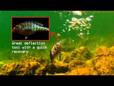 LIVETARGET Bluegill & Pumpkinseed Crankbait - YouTube