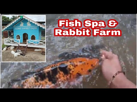 Jom Ke FISH SPA KG MARAKAU BOMBON // RABBIT FARM MARAKAU RANAU - YouTube