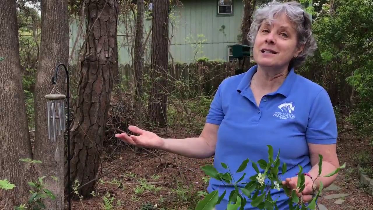 Backyard Biology: Plants and Pollen - YouTube