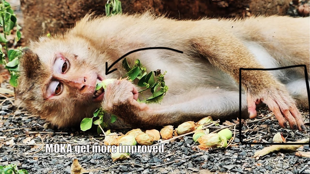 MOKA Monkey Story... Taking note, Now MOKA is improving with her hands ...