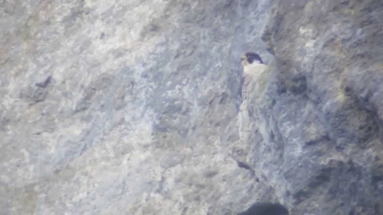 Peregrine falcon. Falco peregrinus brookei. Halcón peregrino. - YouTube