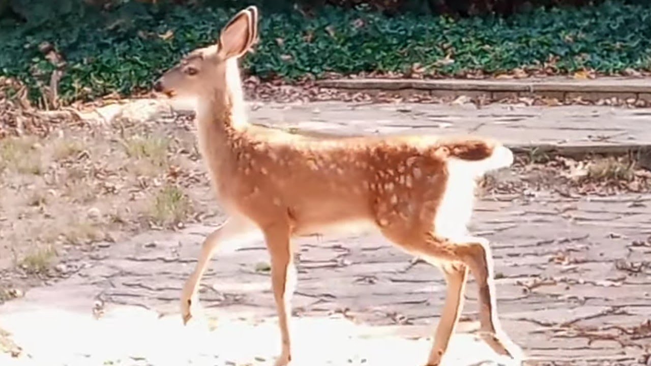 Deer Prancing full video/unedited - YouTube