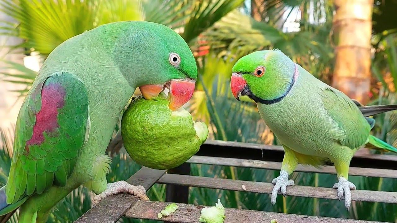 Alexandrine Parrot and Indian Ringneck Parrot Eating Guava - YouTube