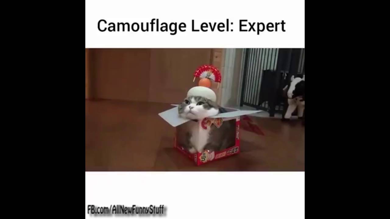 Camouflage Level: Expert (Funny Stuff) - YouTube