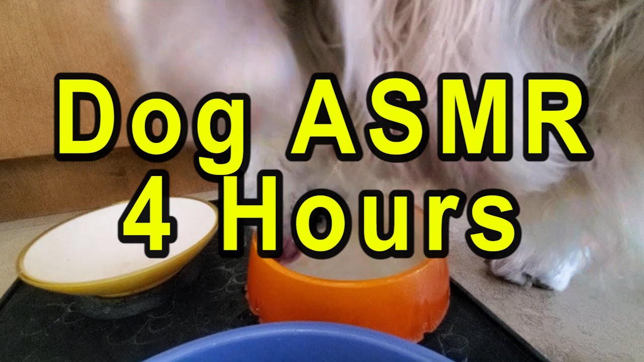 ASMR Dog Drinking Water For Four Hours English Cream Golden Retriever ...