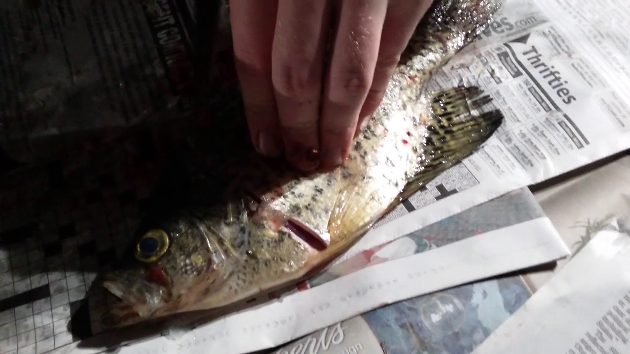 How to fillet a crappie - YouTube
