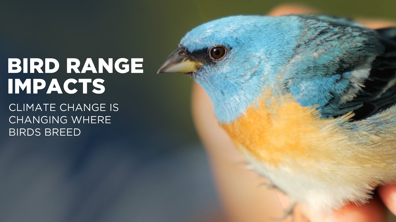 Variation In Birds