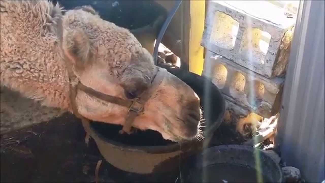 Camel drinking water - YouTube