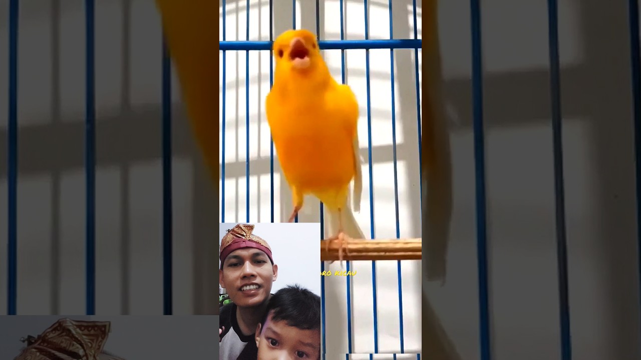 Kenari oren AF gacor mewah #burung #suaraburungserindit #suaraburung # ...