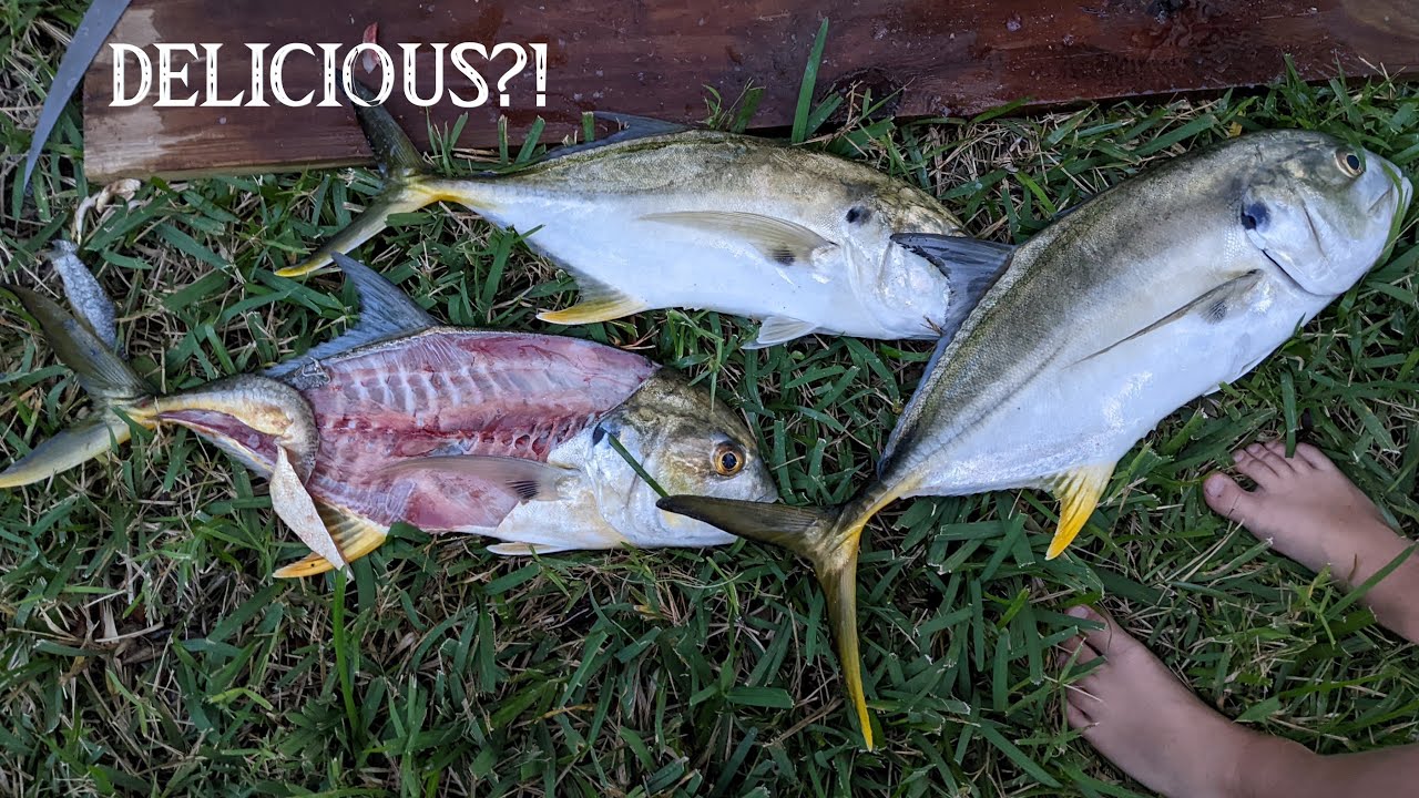 Are jack crevalle good to eat? Catch and cook- 2 WAYS! - YouTube