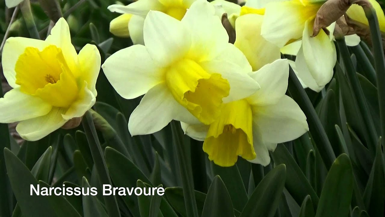 Narcissus Bravoure - Narcissus Bulbs from Holland - YouTube