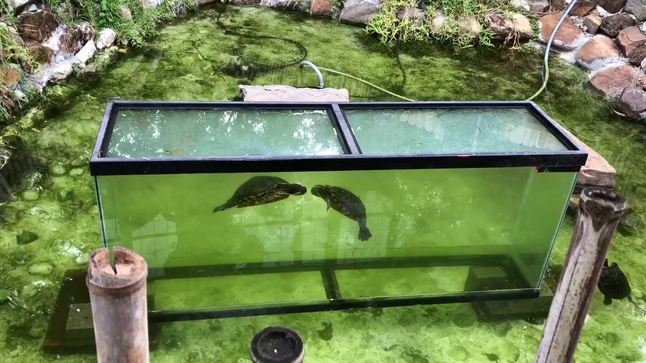 Inverted tank in my turtle pond - YouTube