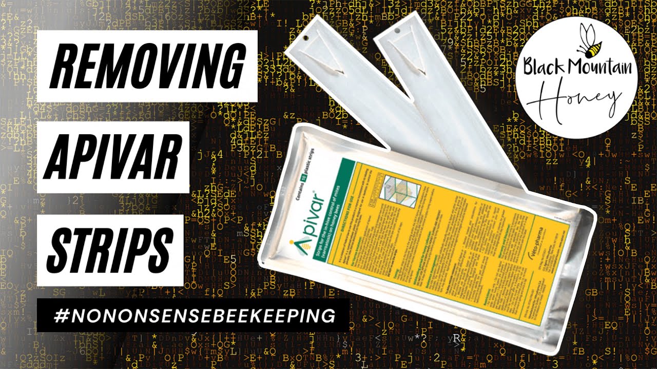 Removing Apivar Strips - Autumn Varroa Treatment #varroa #varroamites # ...
