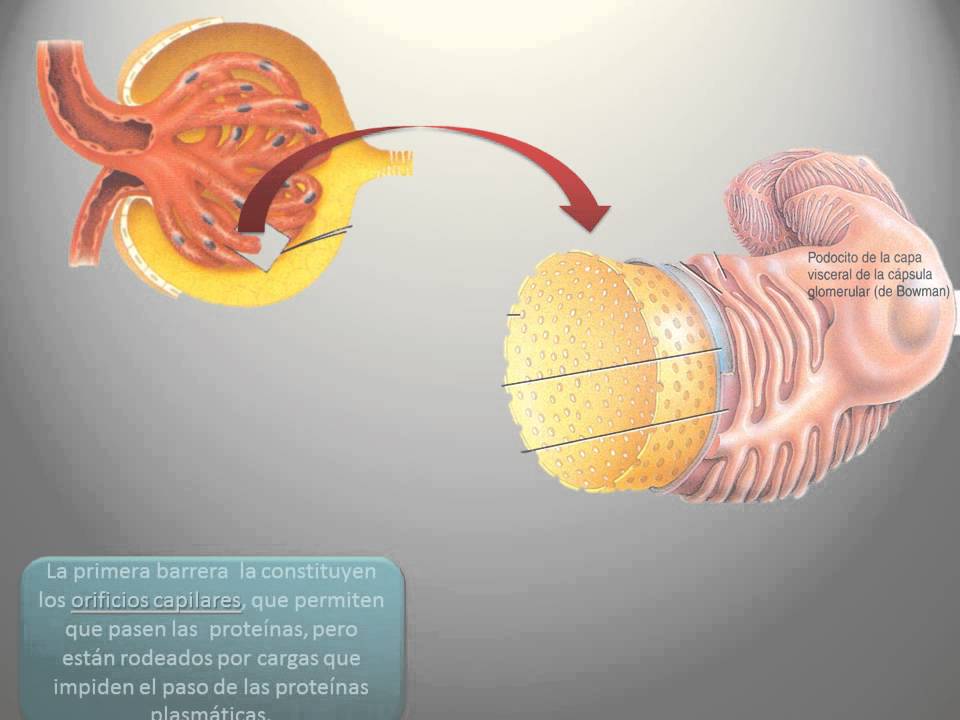 Formación de la orina - YouTube