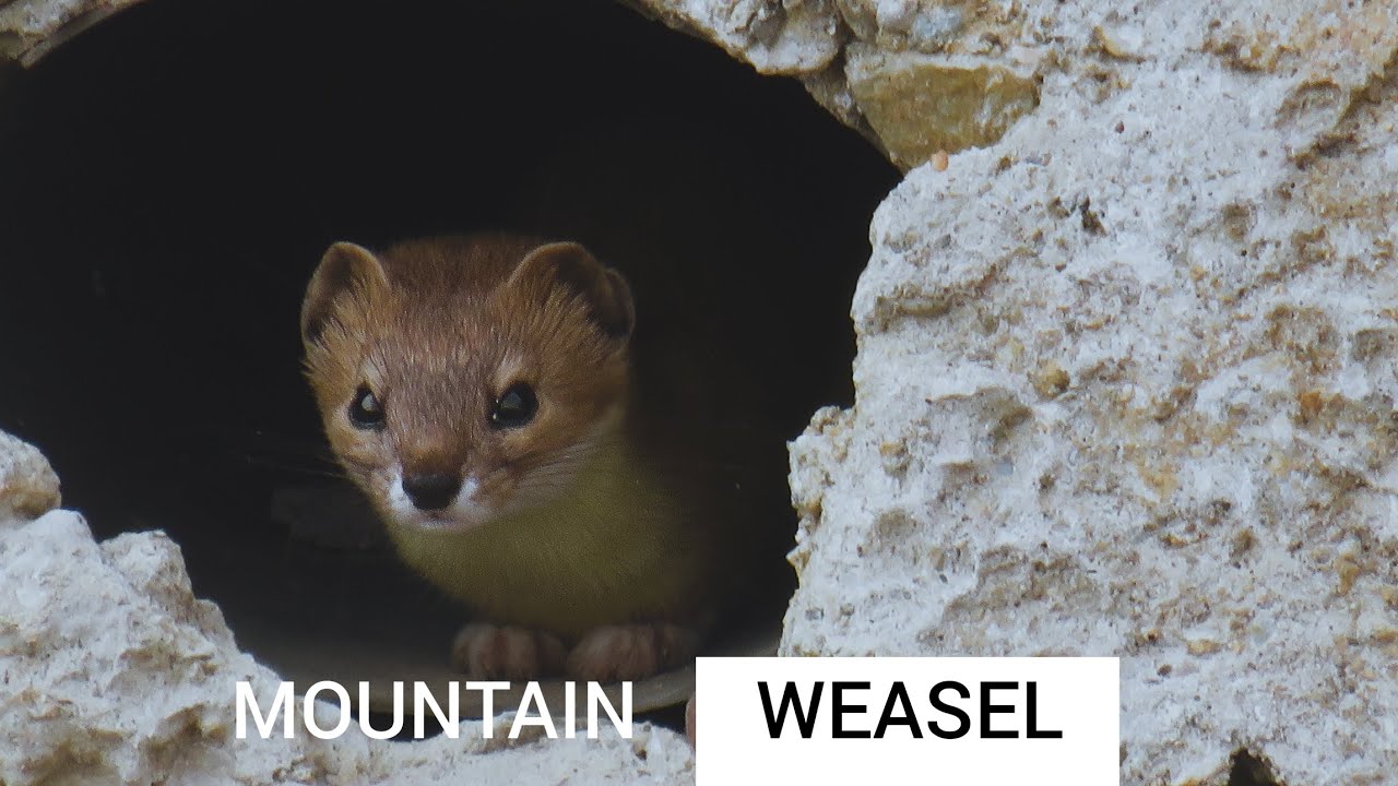 Mountain Weasel (Mustela altaica) Sikkim, India 🇮🇳 - YouTube