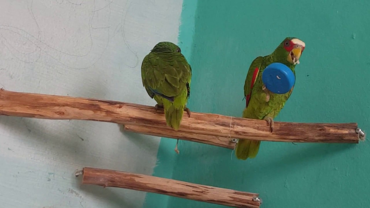 loros locos @-@ - YouTube