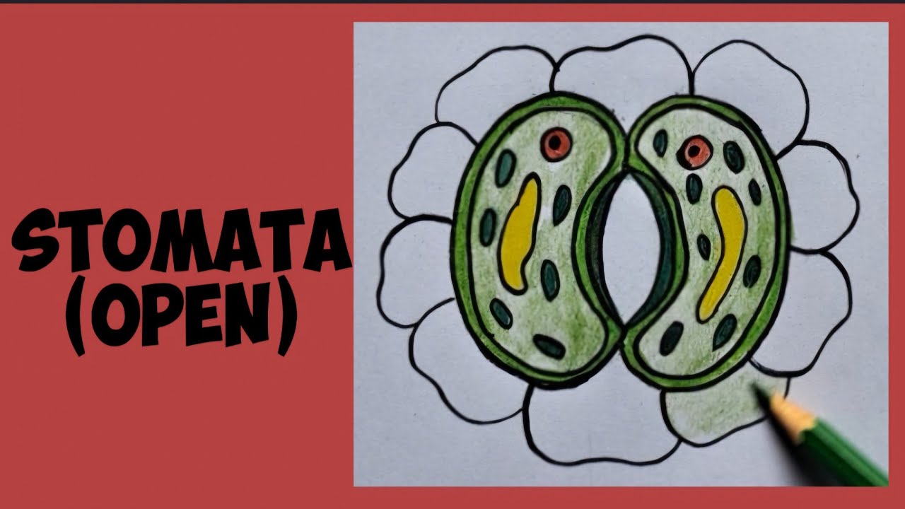How to draw stomata (open) easily - YouTube
